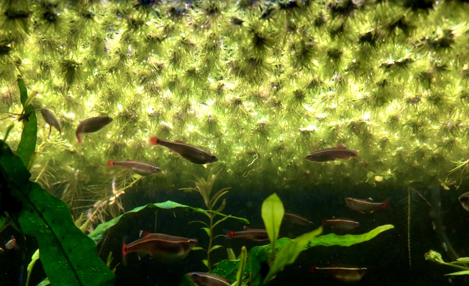 40+ Riccia Water Spangles (+FREE BONUS PLANT) Live Floating Plant for ...