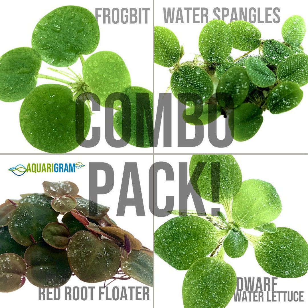 Floating Plant Combo Pack! (amazon Frogbit, Red Root Floater, Dwarf ...