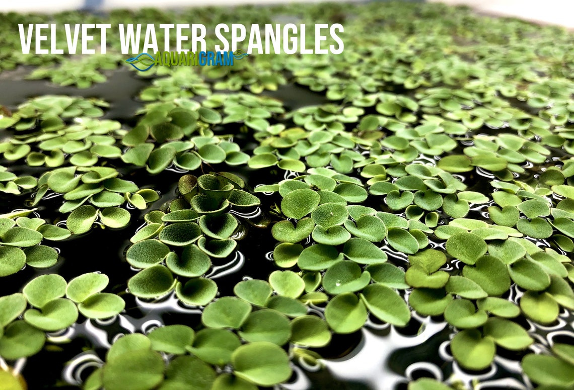 Rare Floating Plant Combo velvet & Riccia Water Spangles and | Etsy