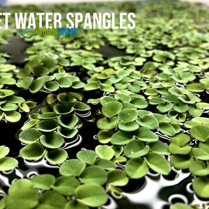 Rare Floating Plant Combo (velvet & Riccia Water Spangles and Giant ...