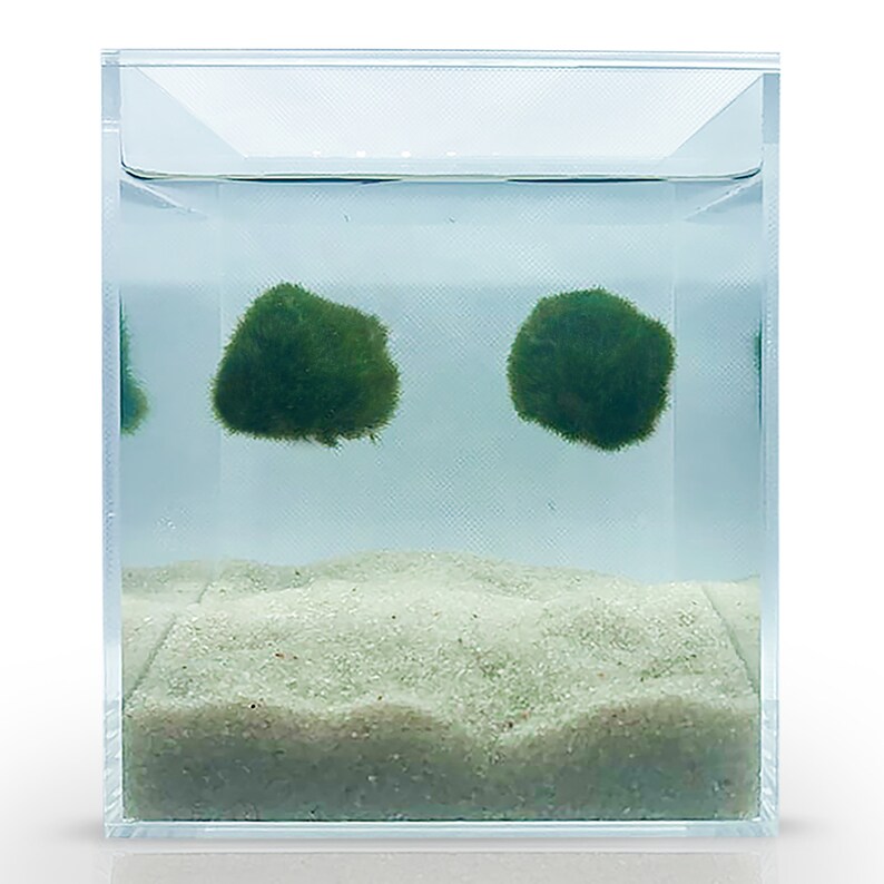 Floating Marimo Moss Ball Live Aquatic Plant for Aquarium | Etsy