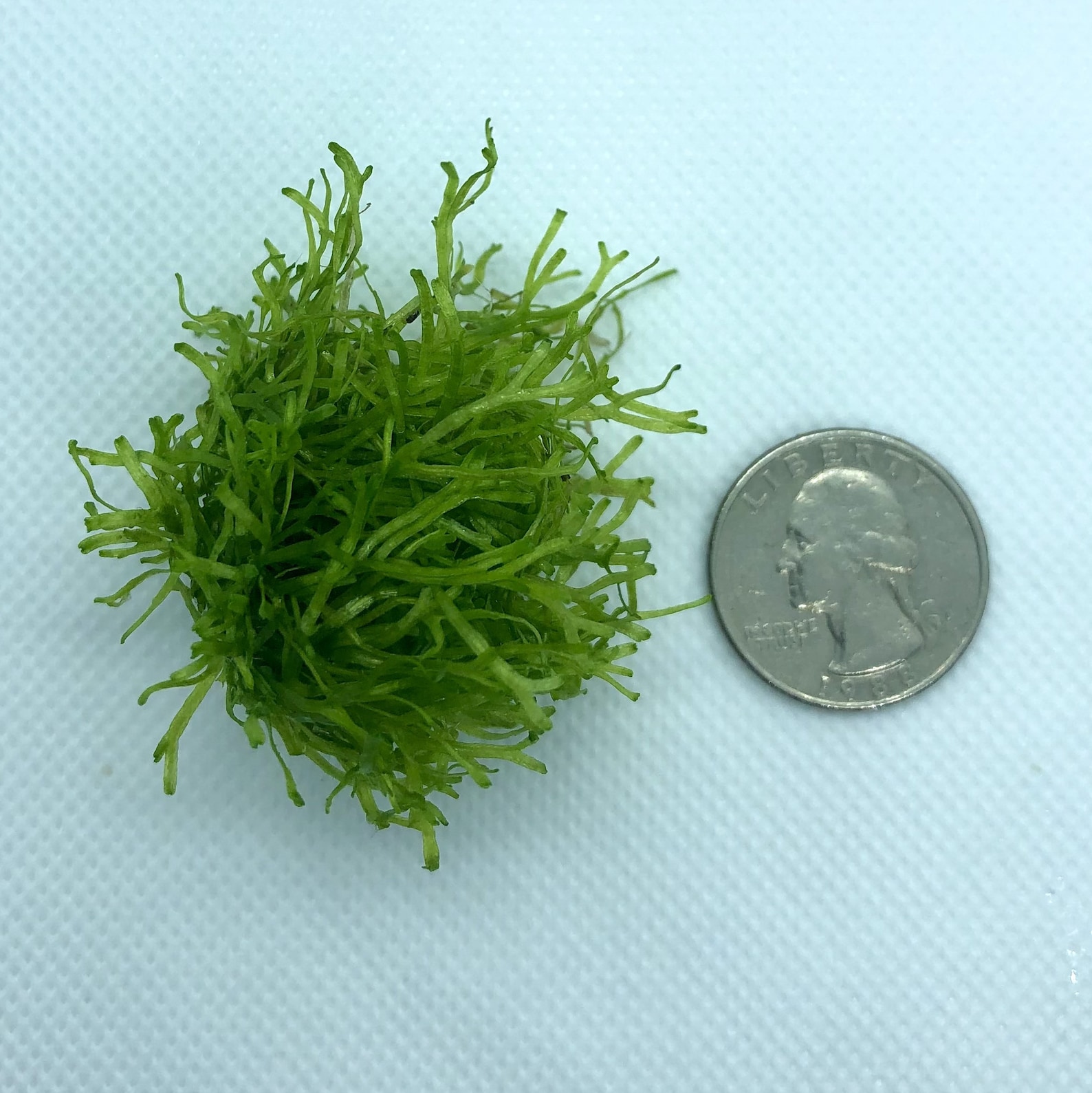 Riccia Fluitans Crystalwort Free Bonus Plant Live Aquatic | Etsy