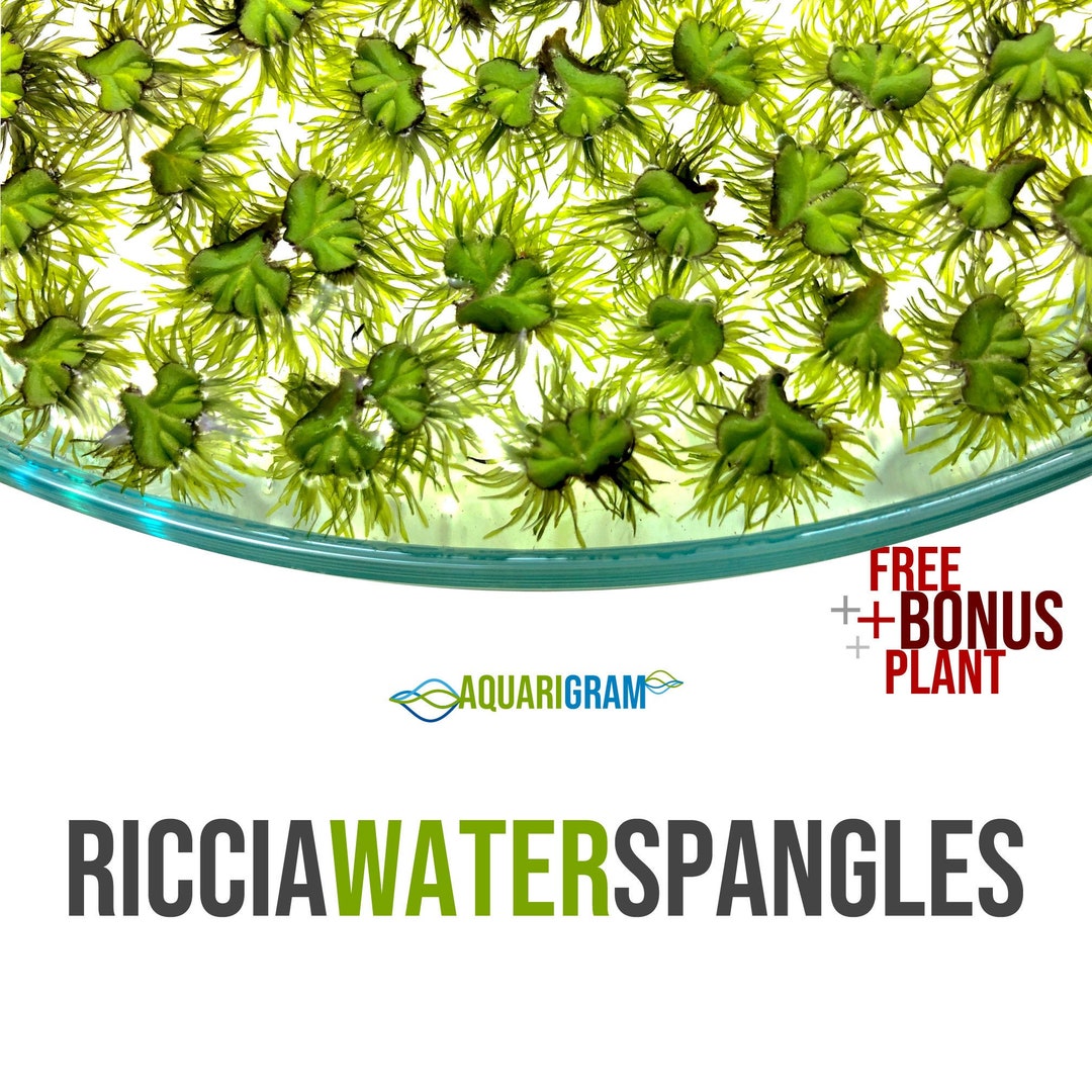 40+ Riccia Water Spangles (+FREE BONUS PLANT) Live Floating Plant for ...