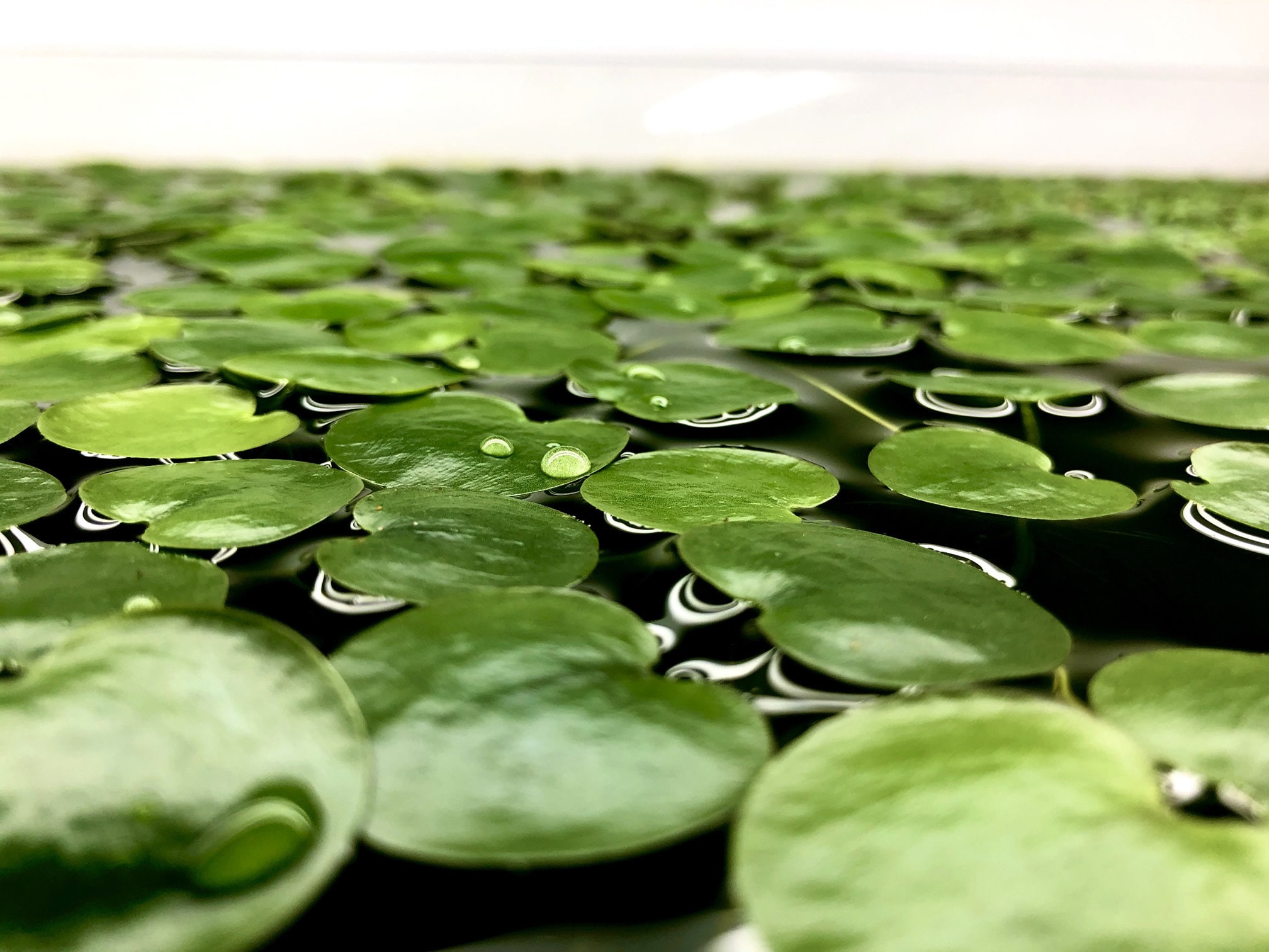 20 Leaf Amazon Frogbit FREE BONUS PLANT Live Floating - Etsy