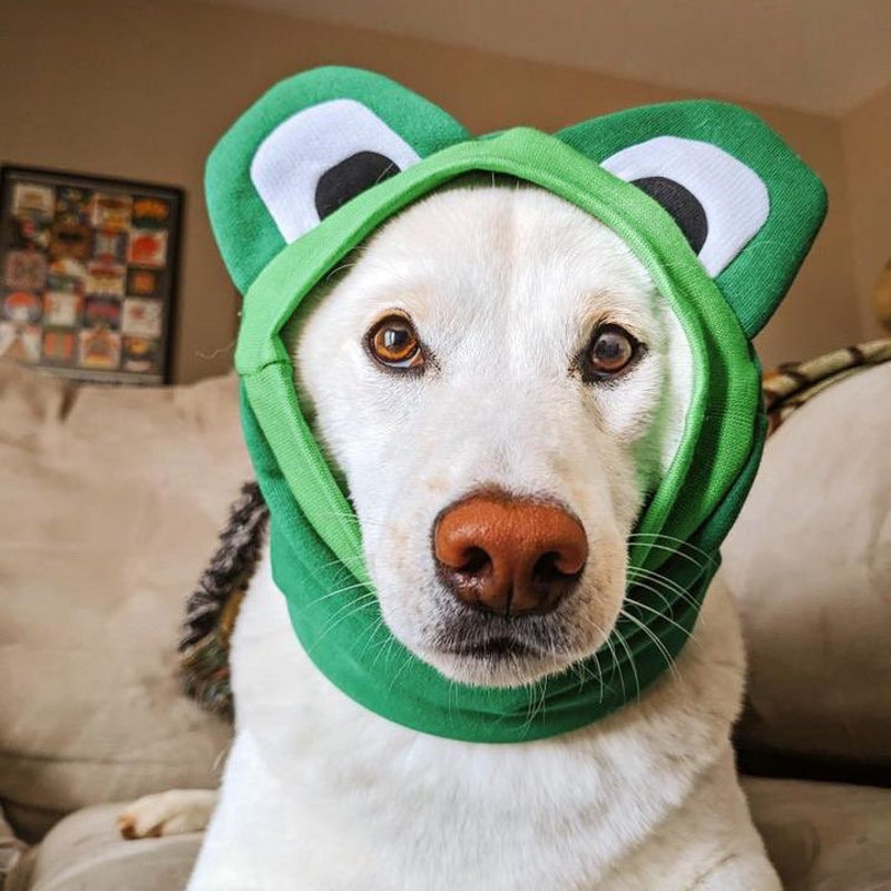 Frog Hats for Dogs - Etsy