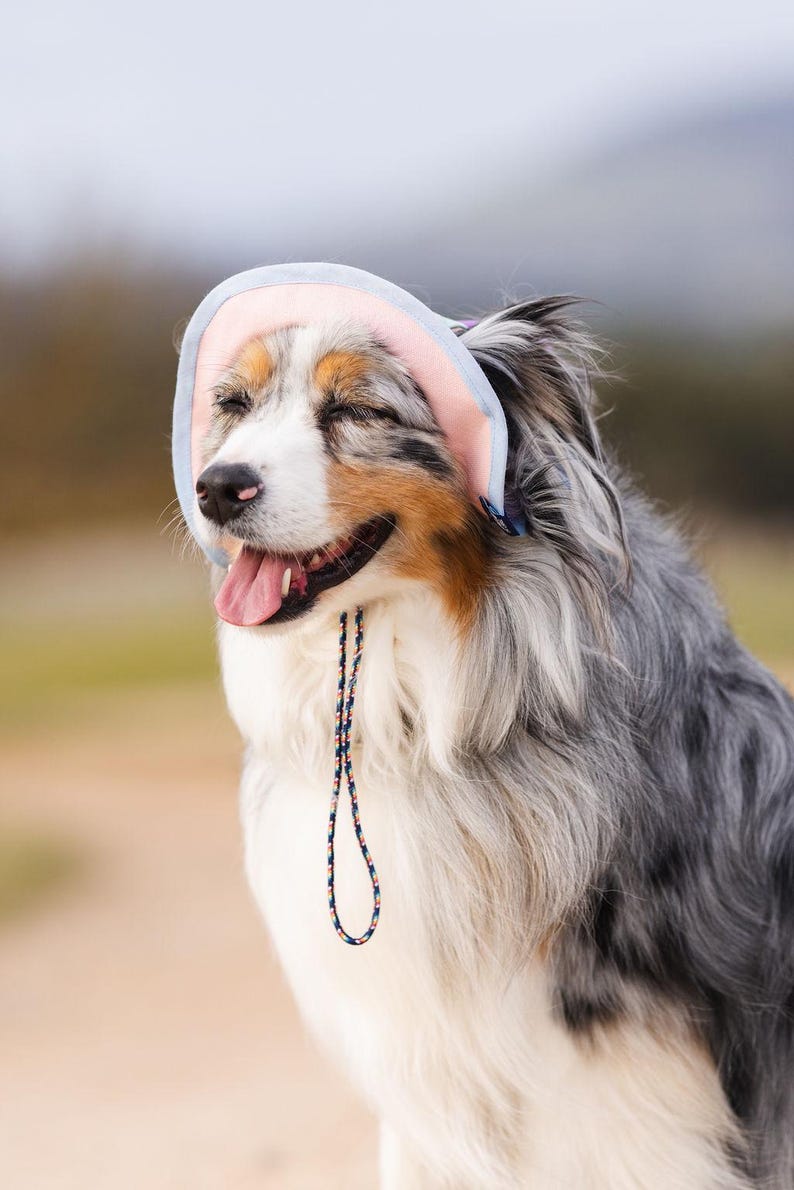 Pastel Colorblock Spinning Propeller Dog Hat: Cotton Bucket Hat for ...
