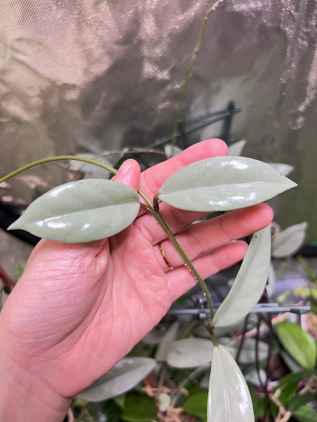 Hoya Wilbur Graves Silver - Etsy