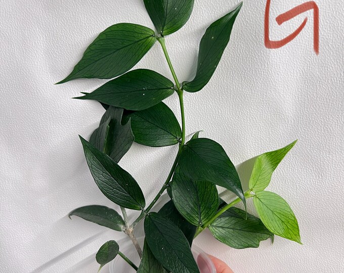 Hoya Polyneura Fishtail Rooted - Etsy