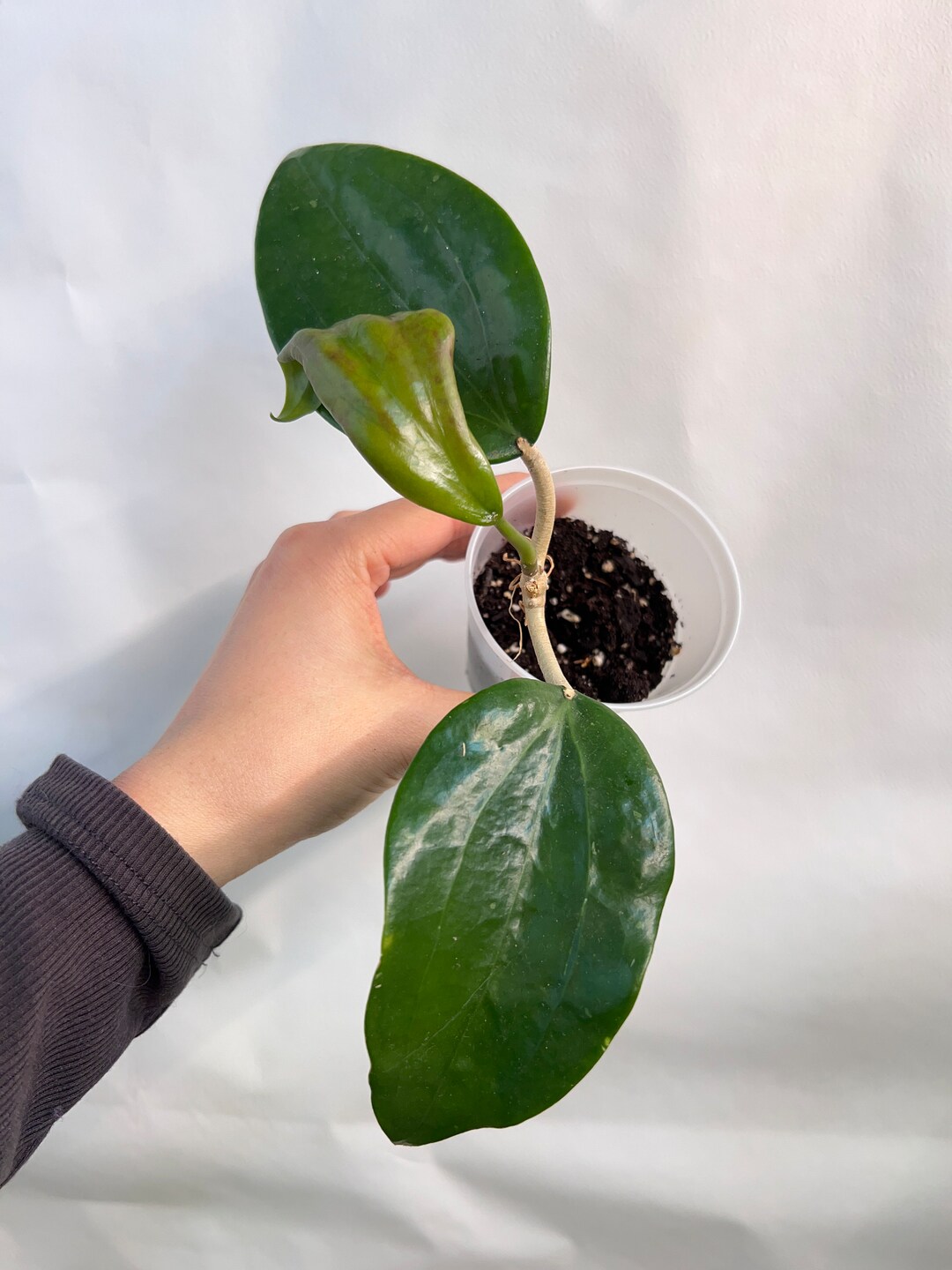 Exact Plant Hoya Rigida Fully Rooted Rare Hoya Big Leaves - Etsy