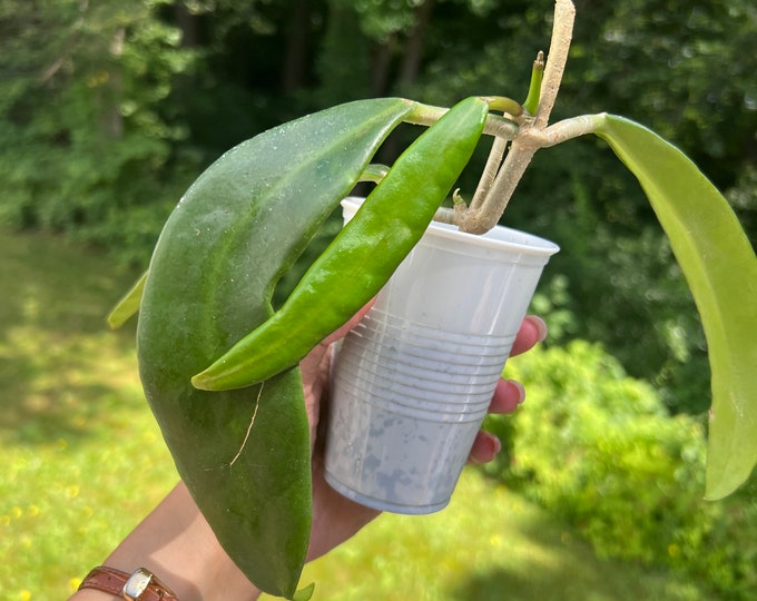Exact Plant Hoya Inconspicua Light Splash fully Rooted New Growth - Etsy