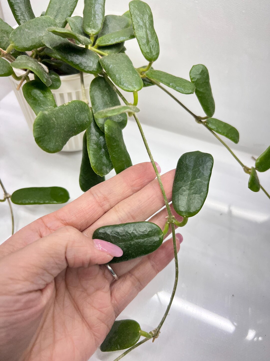 Unrootedfresh Cutting |rare Hoya Rotundiflora, Square-shaped Leaves| - Etsy