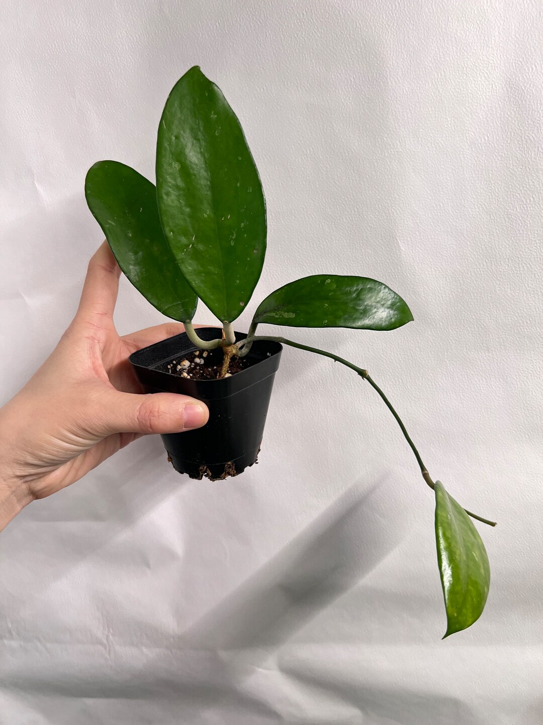 Hoya Pottsii Chiang Mai/fully Rooted/ Exact Plant - Etsy