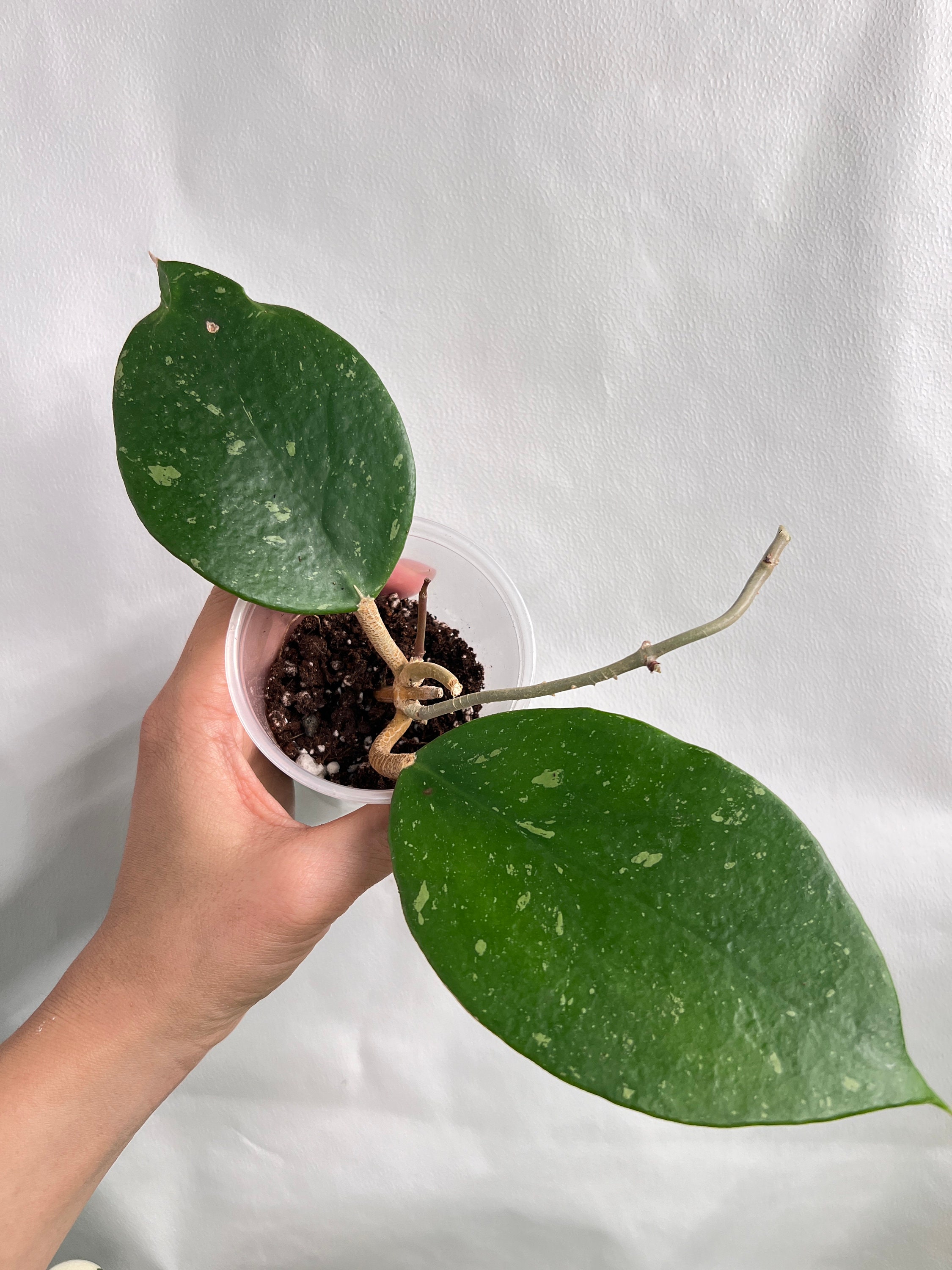 Rare Hoya Cv. Sweet Scent Plant - Etsy