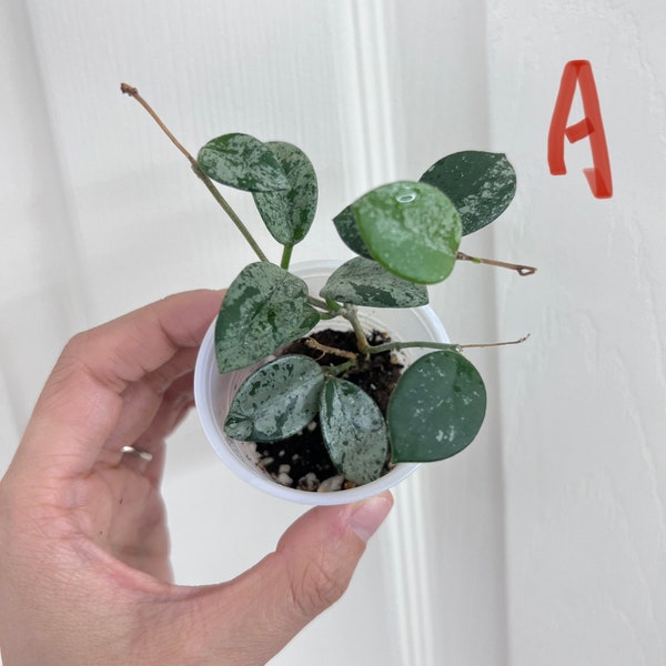 Hoya Mathilde - Etsy