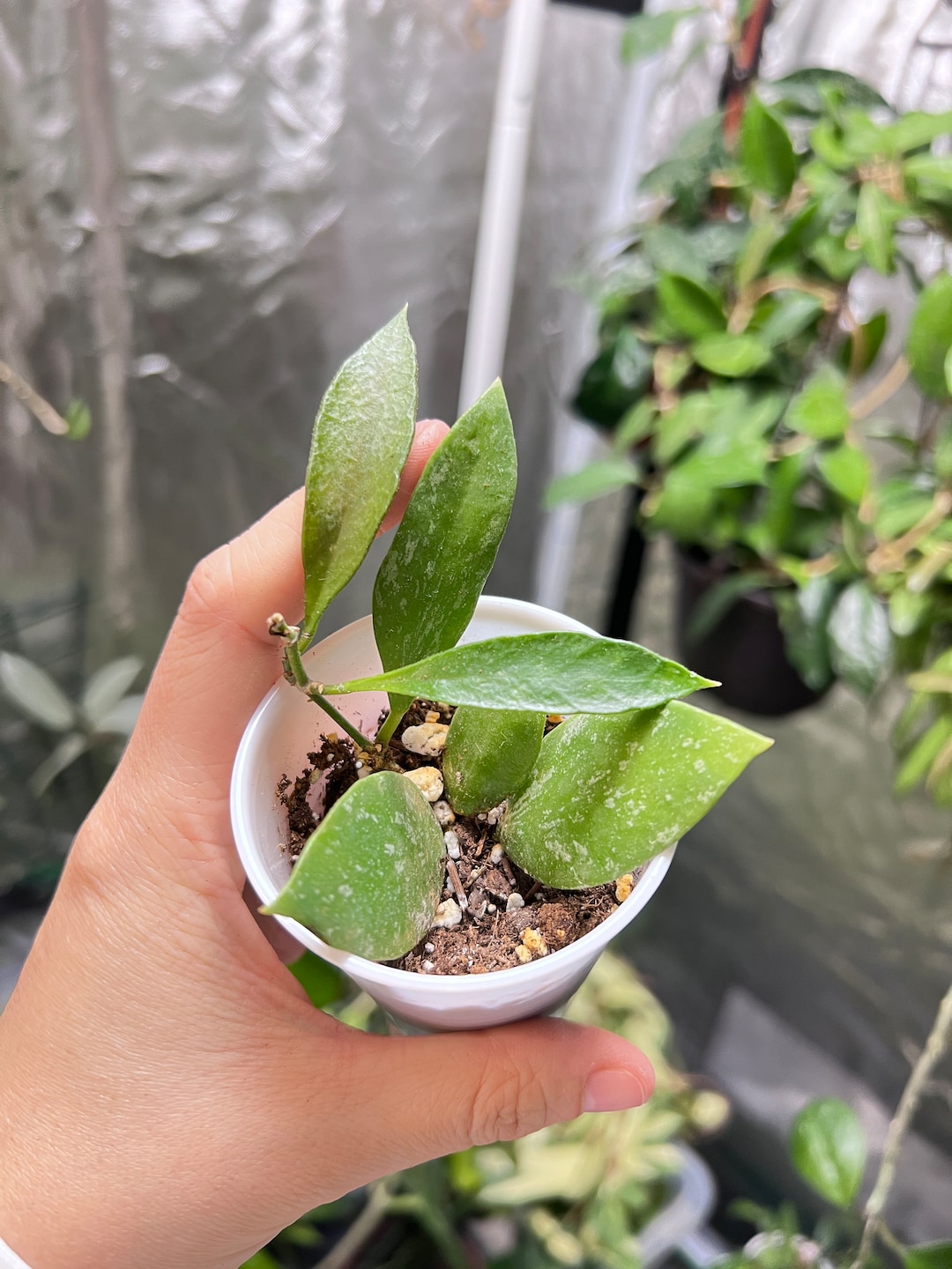 Exact Plant Hoya Inconspicua Light Splash fully Rooted New Growth - Etsy