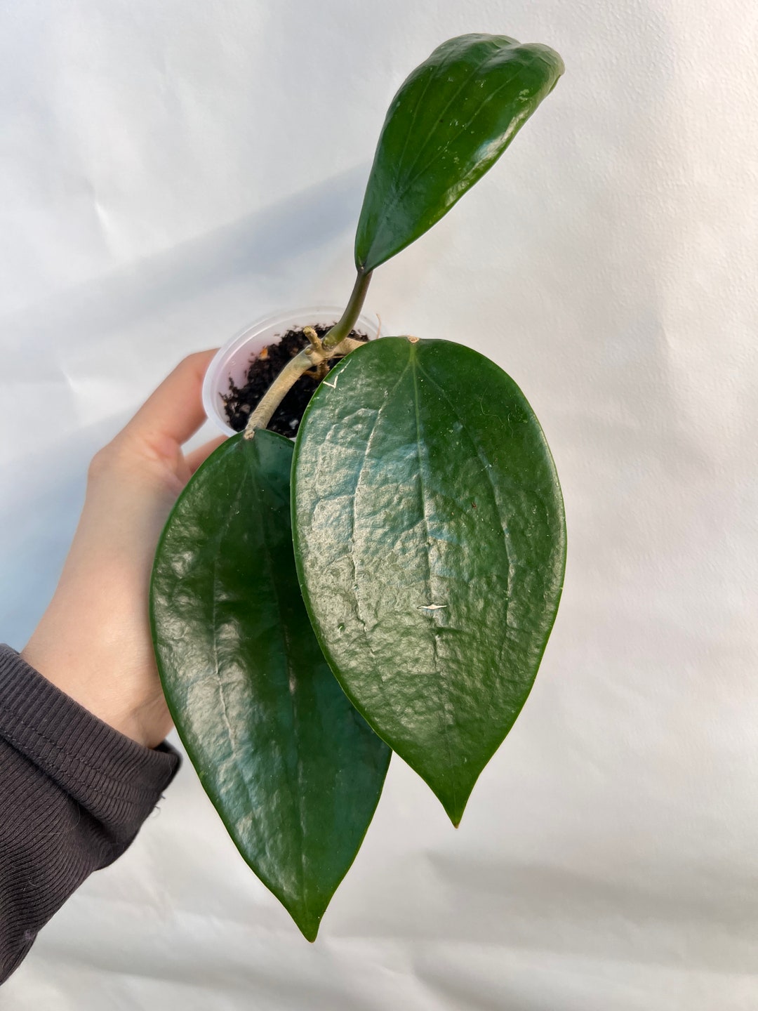 Hoya Rigida Fully Rooted Rare Hoya Big Leaves - Etsy