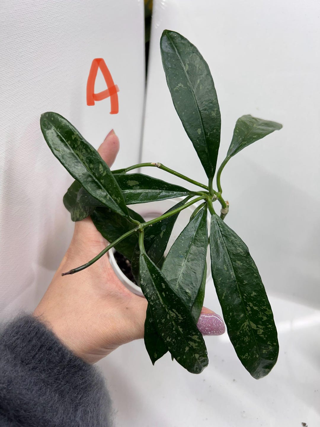 Exact Plant| HOYA GRIFFITHII (SPLASH) Fully Rooted - Etsy