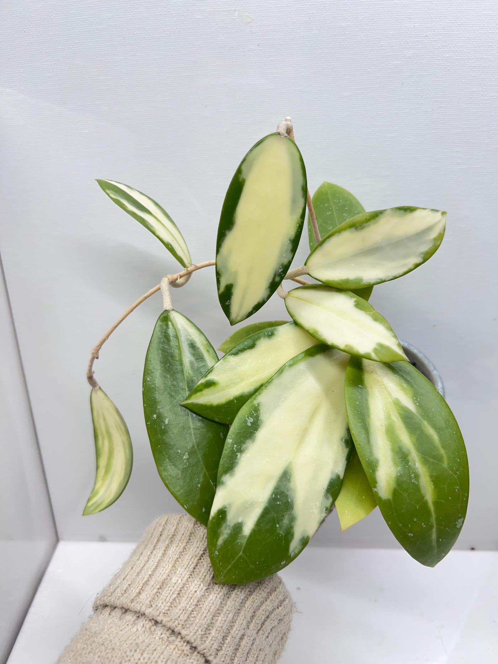 Exact Cutting| Hoya Acuta Inner Variegated - Etsy