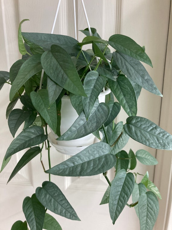 Plants Cebu Blue rooted cutting Ferns, Grasses & Bamboo etna.com.pe