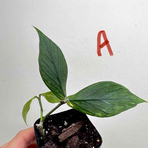 Fishtail Hoya - Etsy