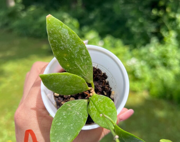Exact Plant Hoya Inconspicua Light Splash fully Rooted New Growth - Etsy