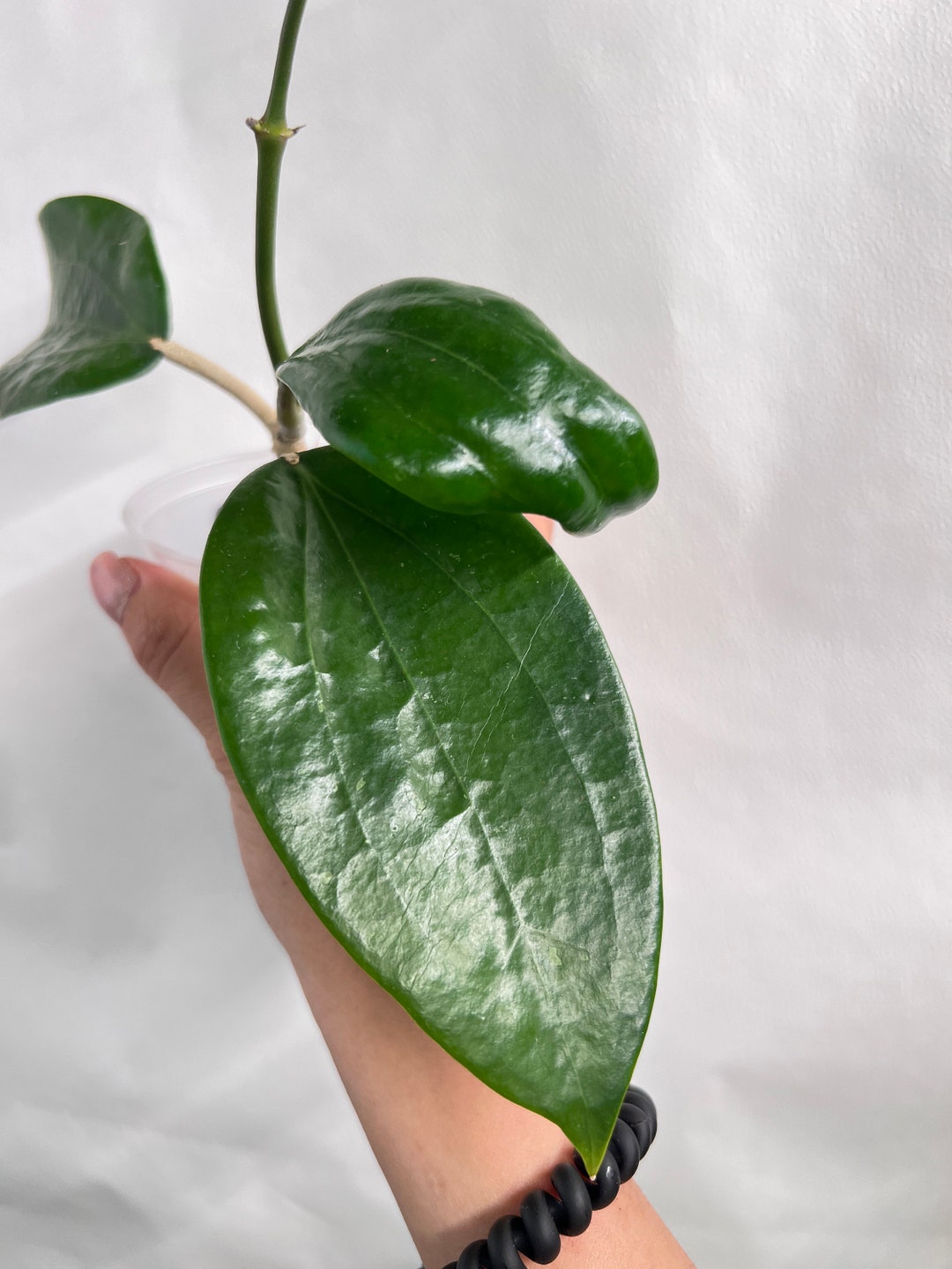Exact Plant Hoya Rigida Fully Rooted Rare Hoya Big Leaves - Etsy