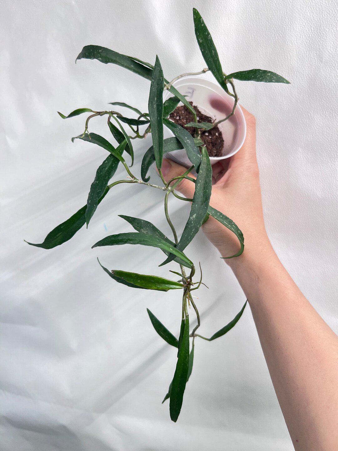Hoya Mirabilis Somedeeae Splash Small Leaves Rooted F - Etsy