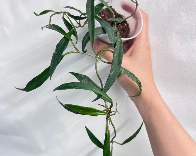 Hoya Mirabilis Somedeeae Splash Small Leaves Rooted F - Etsy