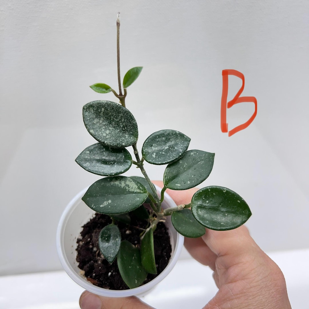 Exact Plant| Hoya Mathilde Splash Plant Rooted - Etsy