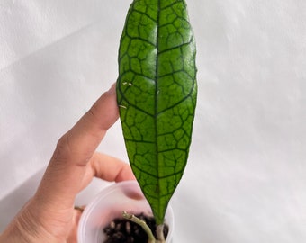 Exact Plant Hoya Inconspicua Light Splash fully Rooted New Growth - Etsy