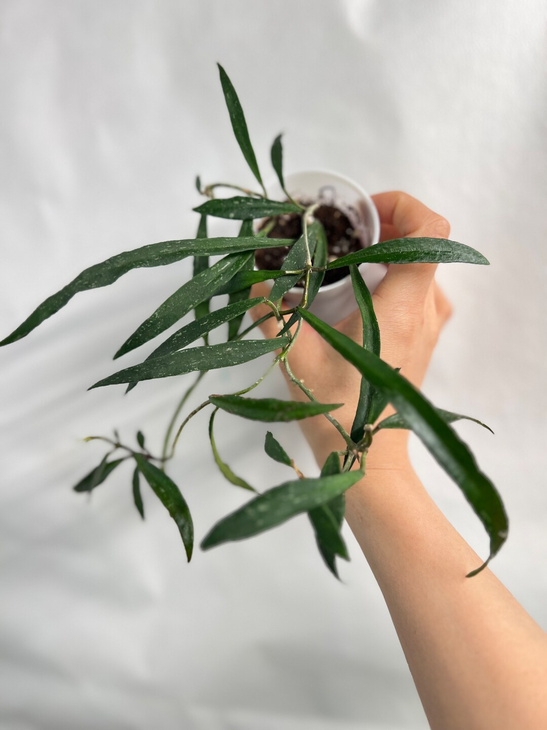 Hoya Mirabilis Somedeeae Splash Small Leaves Rooted D - Etsy
