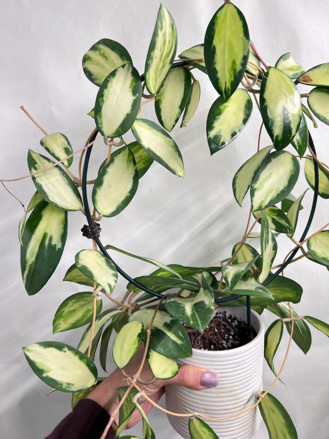 Exact Cutting| Hoya Acuta Inner Variegated - Etsy