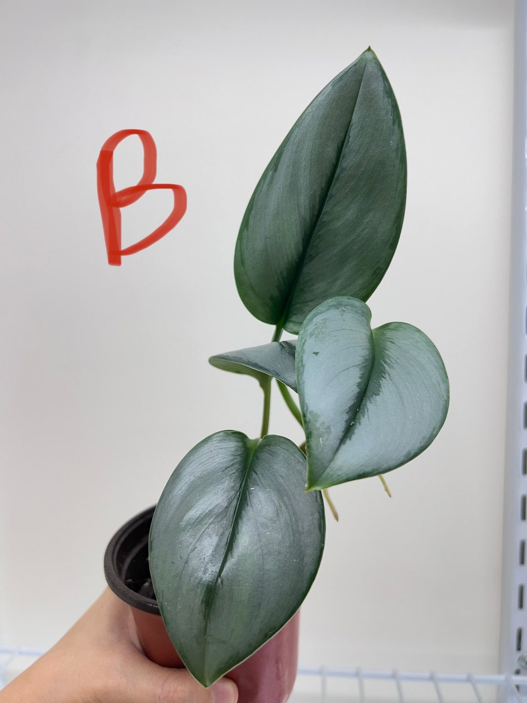 Scindapsus Trebuii Moonlight Rooted - Etsy