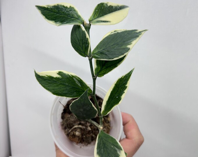 Hoya Outer Variegated Polyneura; Albo Fishtail Hoya - Etsy