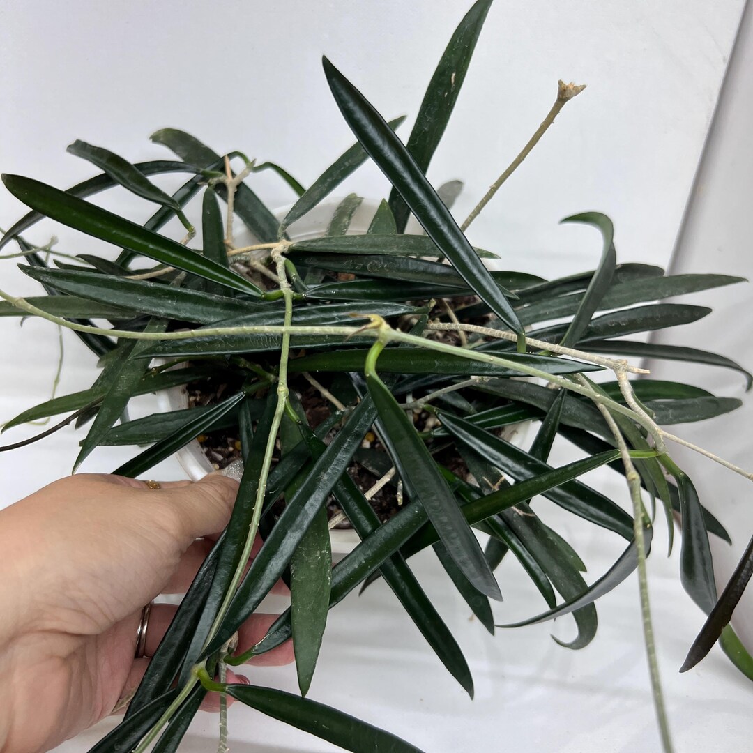Fresh Cutting| Hoya Longifolia (shepherdii) - Etsy
