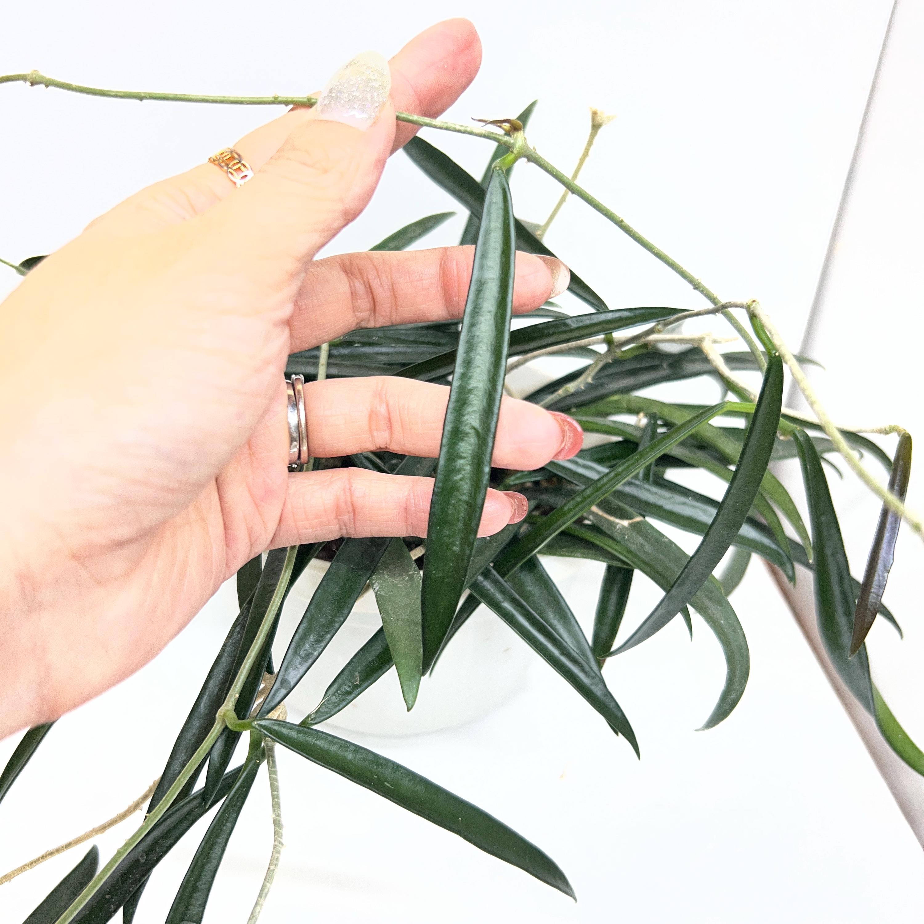 Fresh Cutting| Hoya Longifolia (shepherdii) - Etsy