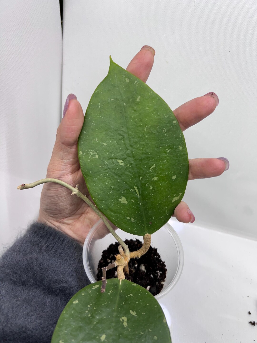 Rare Hoya Cv. Sweet Scent Plant - Etsy