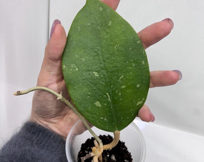Rare Hoya Cv. Sweet Scent Plant - Etsy