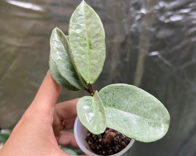 Exact Plant Hoya Inconspicua Light Splash fully Rooted New Growth - Etsy