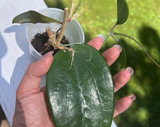 Hoya Rigida Fully Rooted Rare Hoya Big Leaves - Etsy