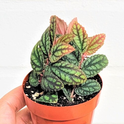 Trailing Watermelon Begonia pellionia Pulchra - Etsy