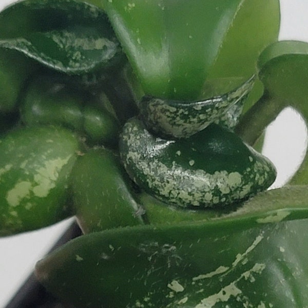 Hoya Compacta - Etsy