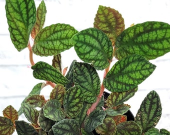 Polynesian Ivy Vine Pellionia Pulchra Trailing Air - Etsy