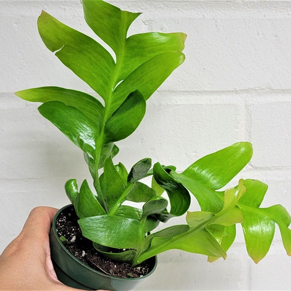 Fern Leaf Cactus - Etsy