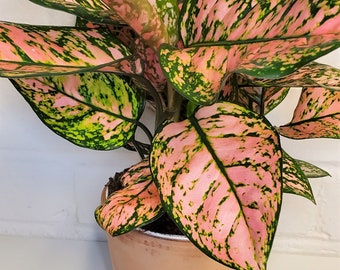 4 Chinese Evergreen lady Valentine Live Plants Small | Etsy
