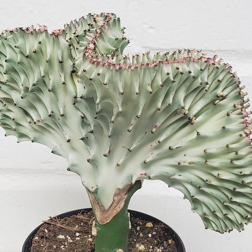 Coral Cactus Euphorbia Lactea 'cristata - Etsy