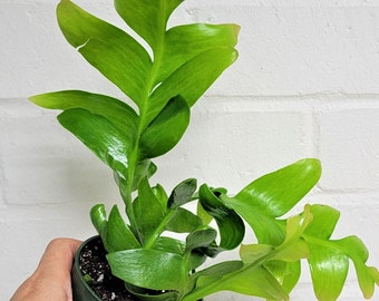 Sharktooth Fern - Etsy