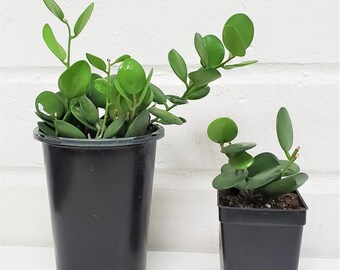 String of Coins Plant | Etsy