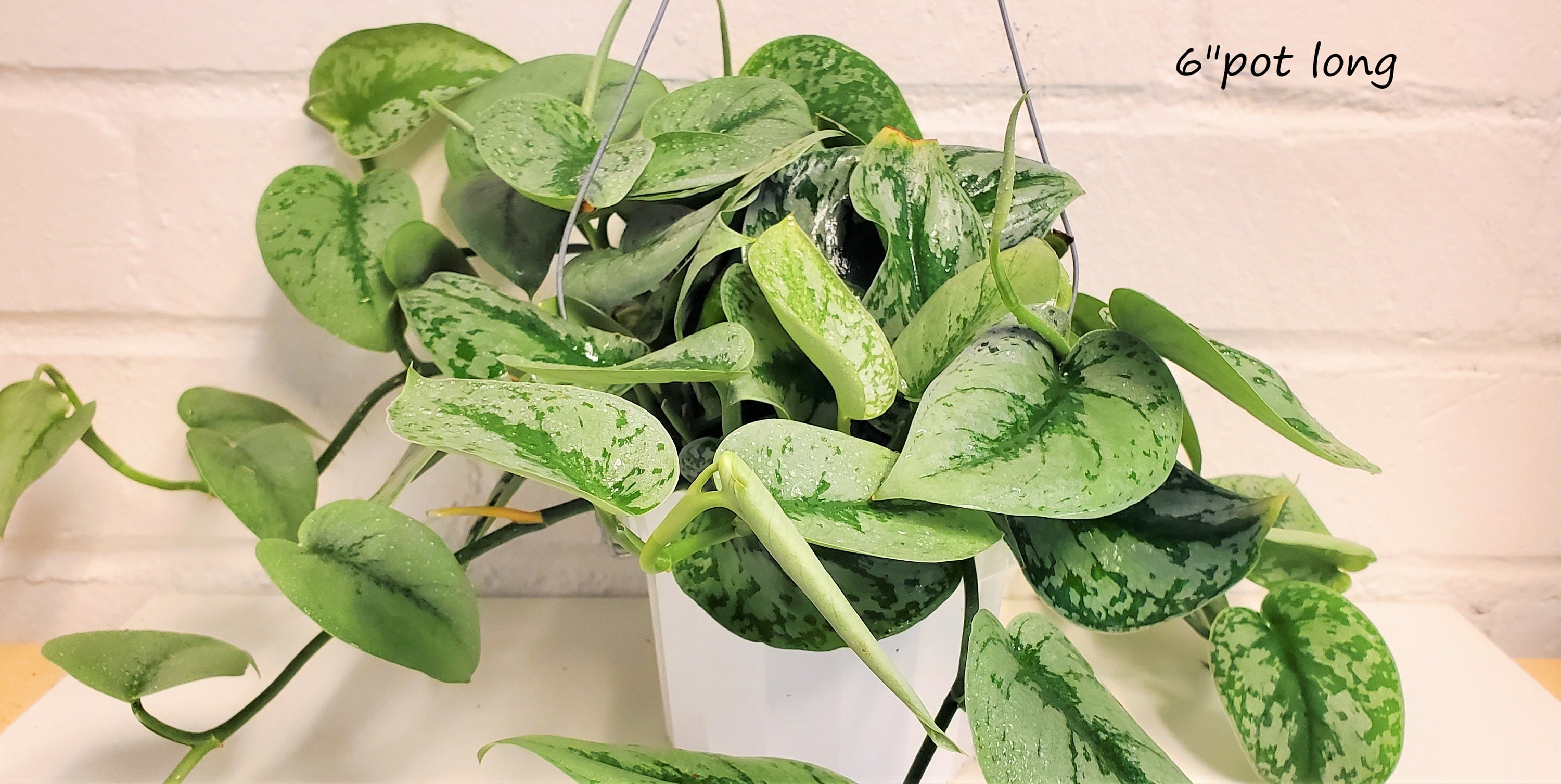 Plants Gardening & Plants Scindapsus Pictus “Argyraeus” 6 in Silver ...