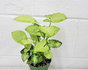 Syngonium Mini Pixie - Etsy